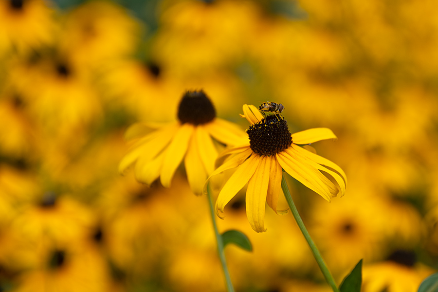 Busy Bee | Mississippi State University