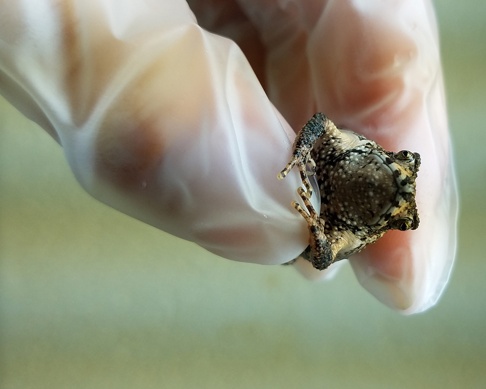 One-of-a-kind toad born through MSU pioneering technology that’s saving ...