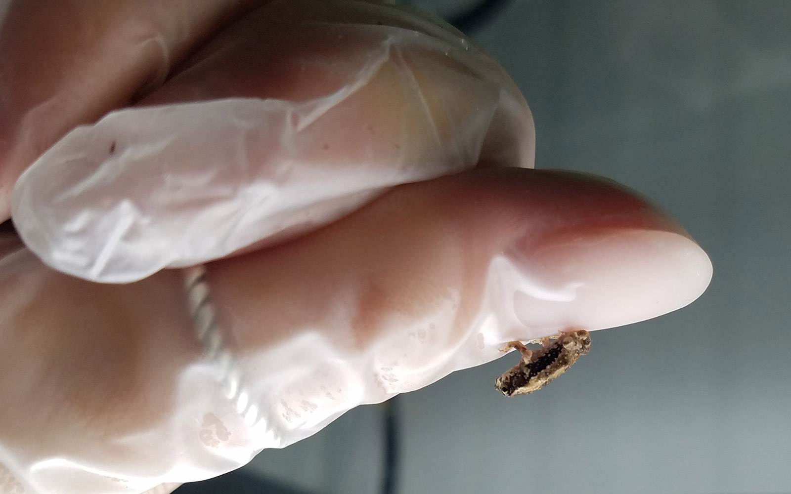 One-of-a-kind toad born through MSU pioneering technology that’s saving ...