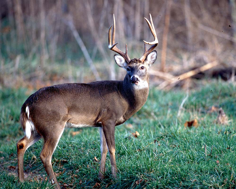 MSU Deer Lab experts explain differences in deer diseases | Mississippi ...