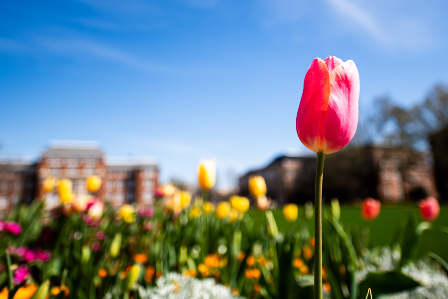 In Bloom | Mississippi State University