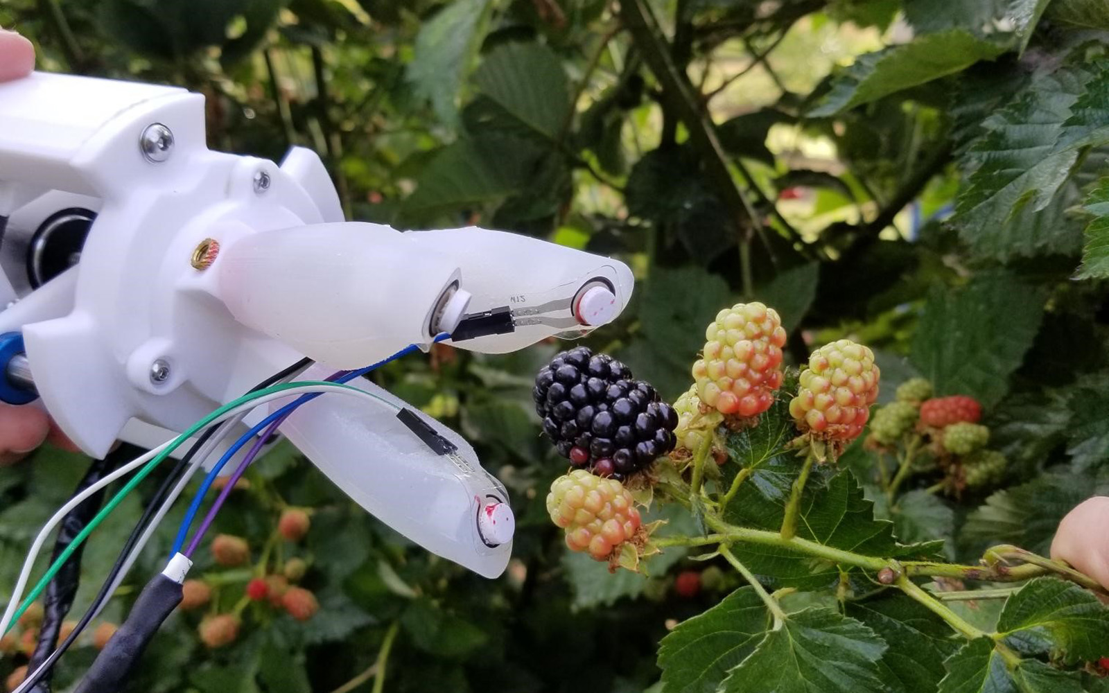 MSU scientists use $1M grant to ‘get a grip’ on automated blackberry ...