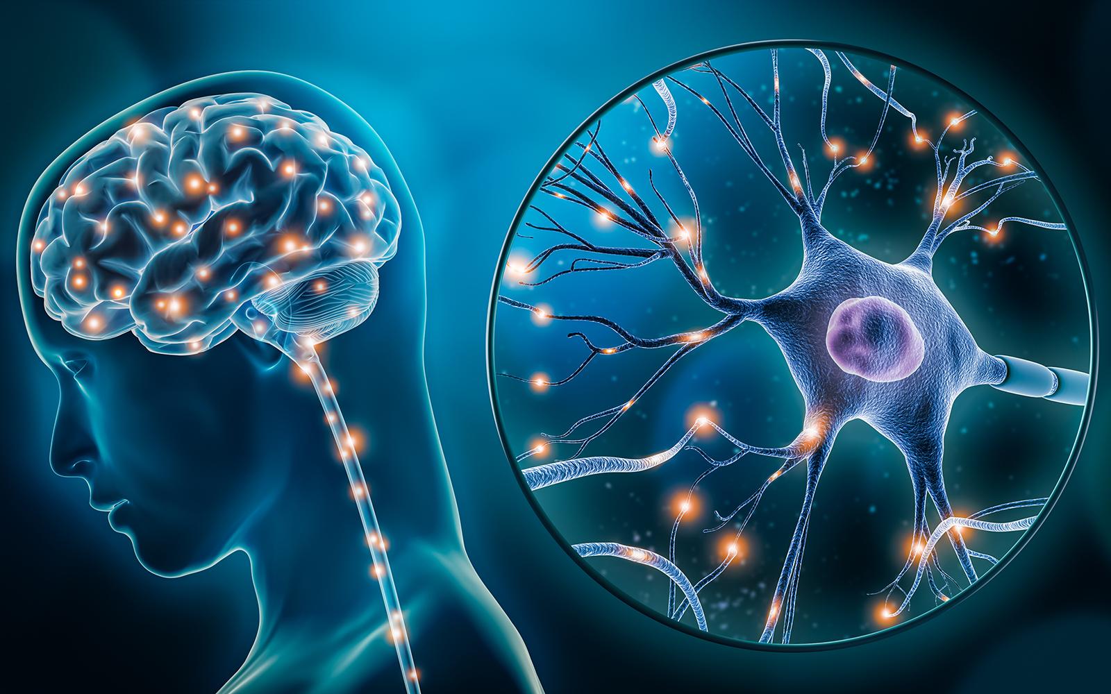 MSU launches applied neuroscience minor this fall | Mississippi State ...