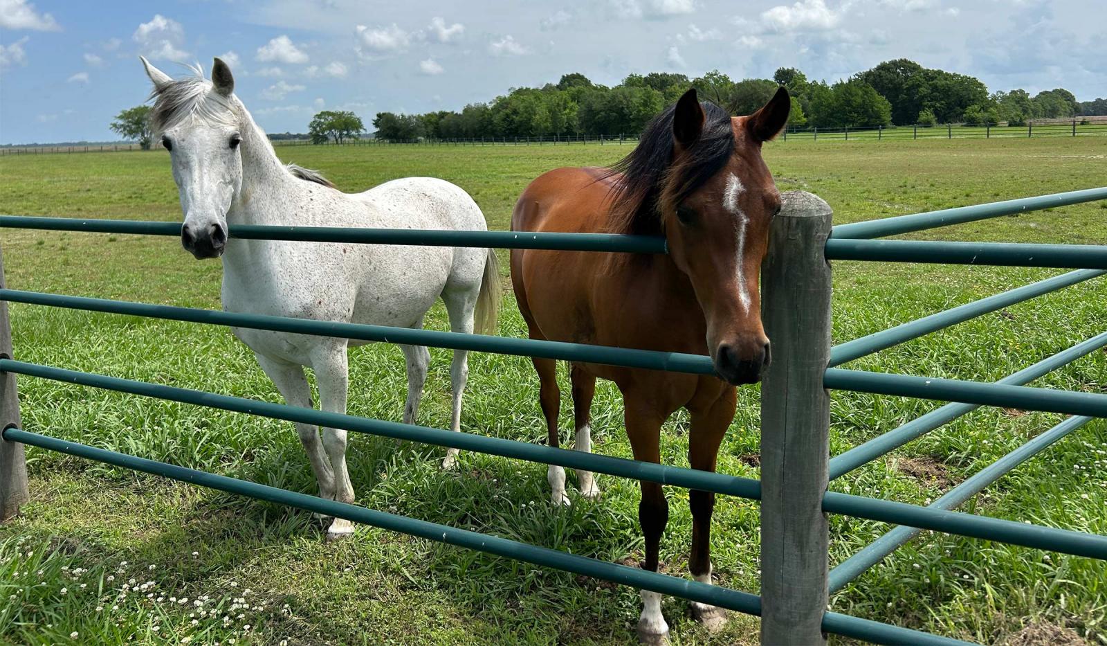 Mississippi State breaks ground for Nancy Fair Link Laminitis Research ...