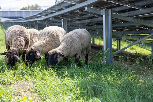 Livestock meets lawn care: MSU sheep maintaining solar facility grounds ...
